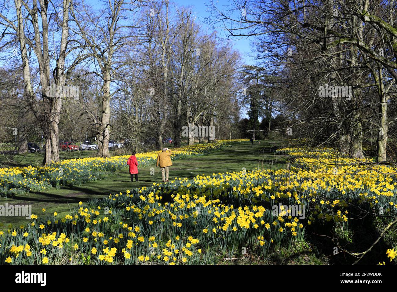 Spring Daffodils at Nowton Park near Bury St Edmunds, Suffolk, England ...