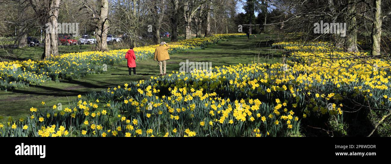 Spring Daffodils at Nowton Park near Bury St Edmunds, Suffolk, England ...