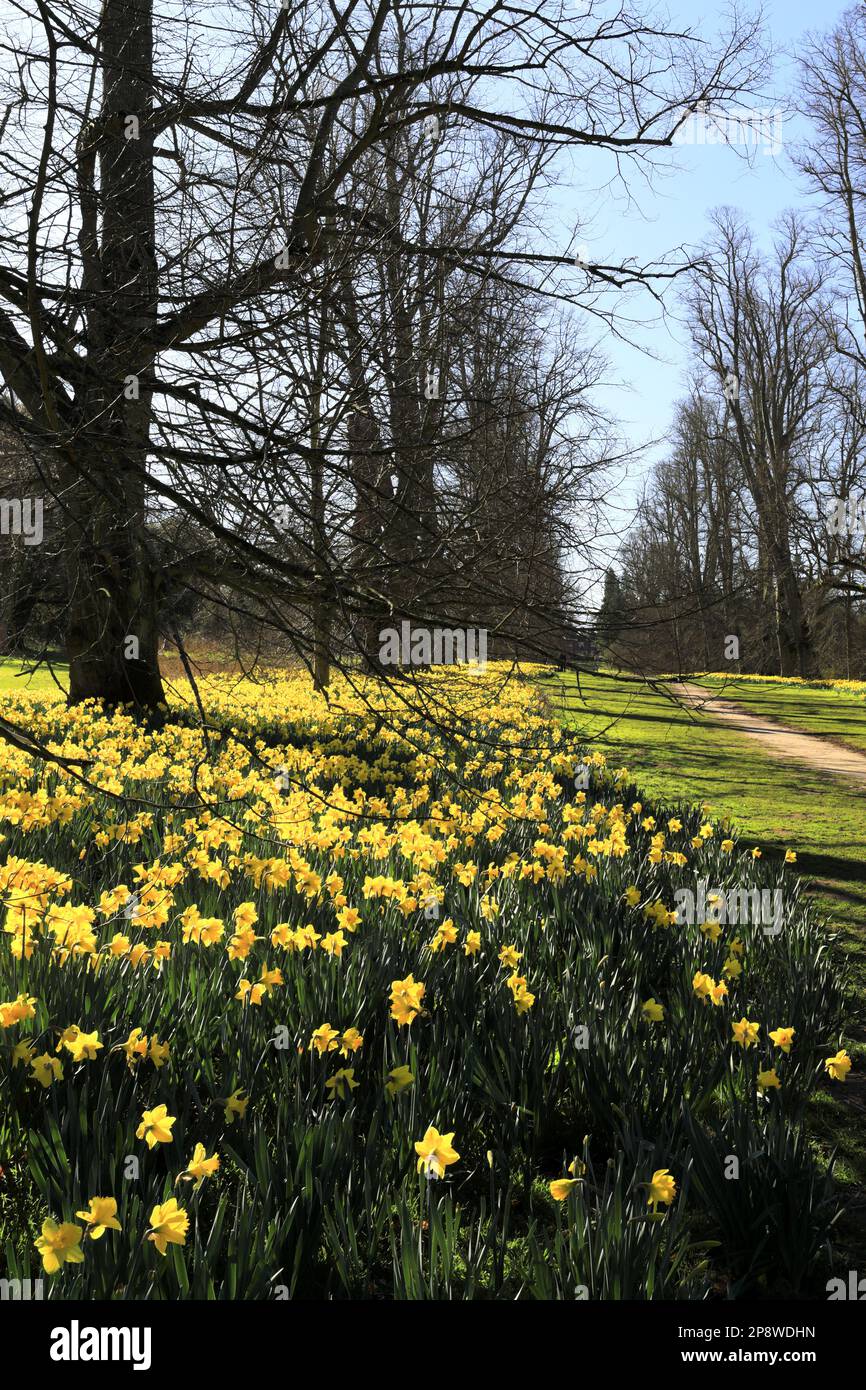 Spring Daffodils at Nowton Park near Bury St Edmunds, Suffolk, England ...