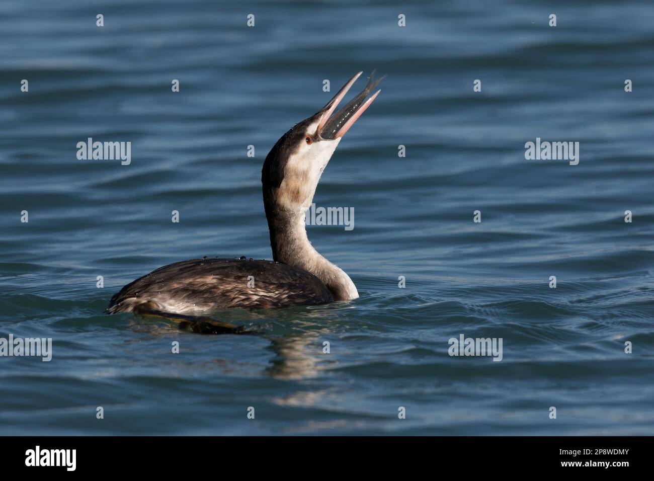 Amazing Underwater Hunter: Great Crested Grebe (Podiceps cristatus ...