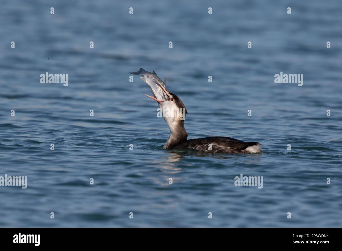 Amazing Underwater Hunter: Great Crested Grebe (Podiceps cristatus ...