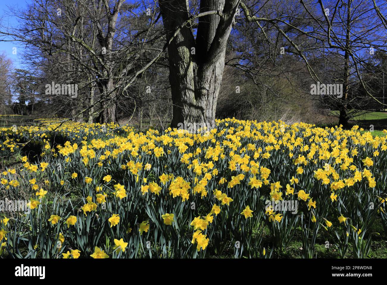 Spring Daffodils at Nowton Park near Bury St Edmunds, Suffolk, England ...
