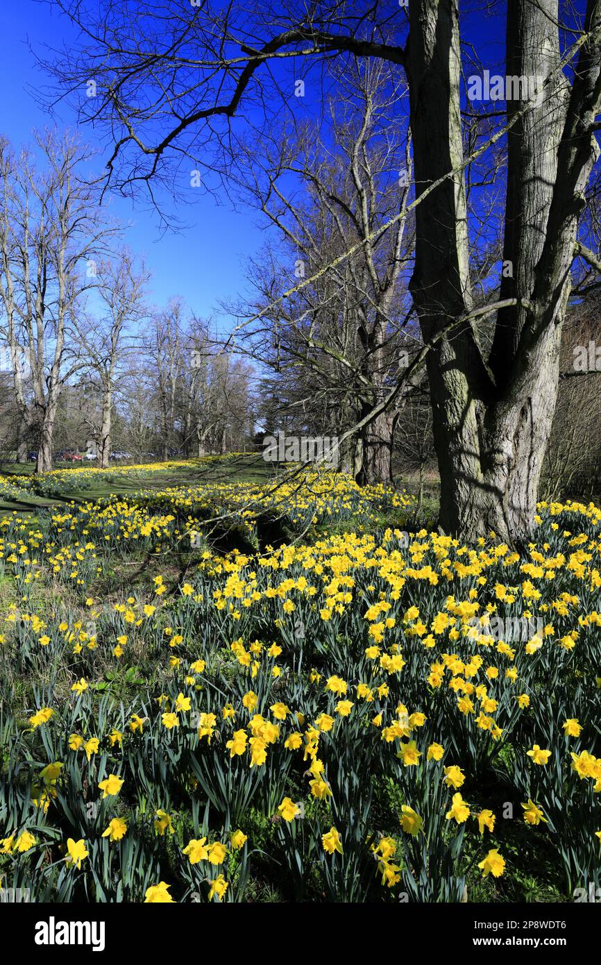 Spring Daffodils at Nowton Park near Bury St Edmunds, Suffolk, England ...