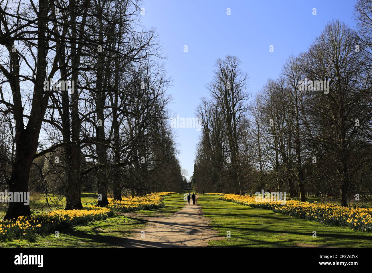 Spring Daffodils at Nowton Park near Bury St Edmunds, Suffolk, England ...