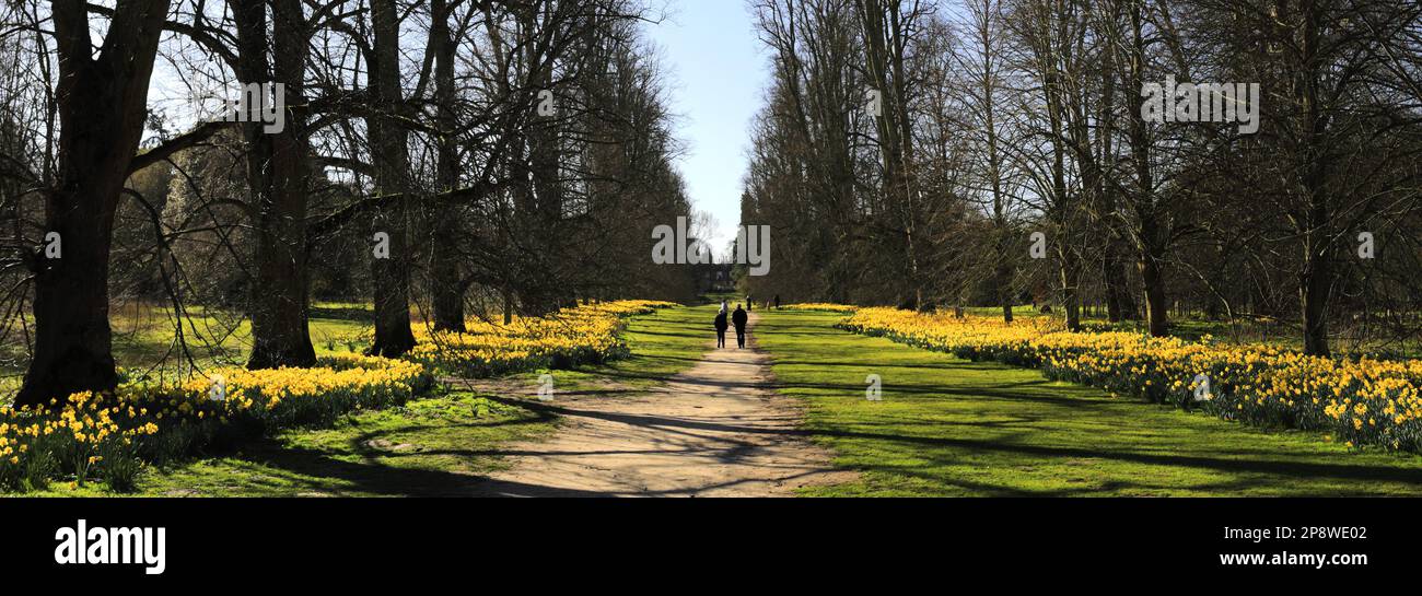 Spring Daffodils at Nowton Park near Bury St Edmunds, Suffolk, England ...