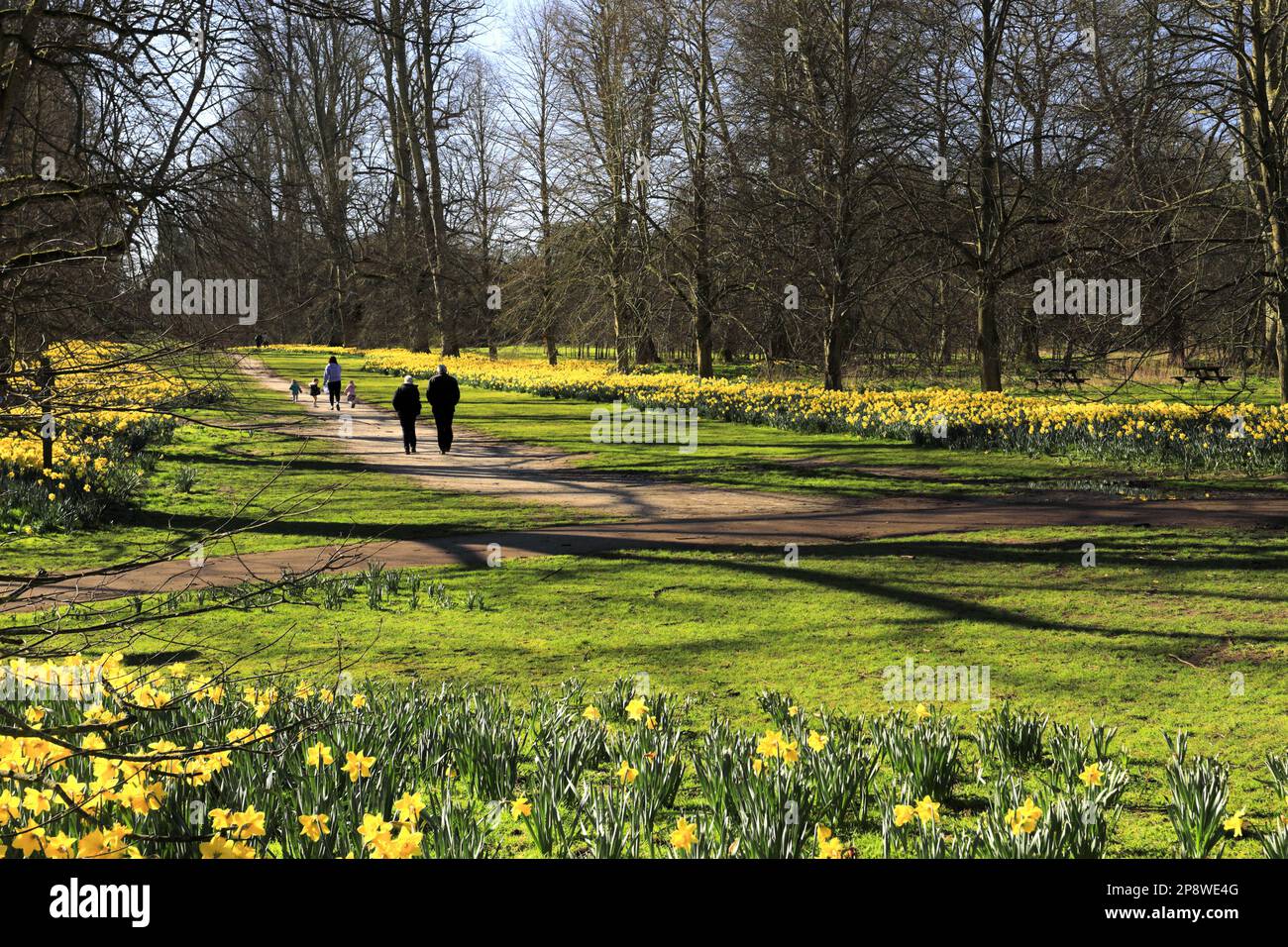 Spring Daffodils at Nowton Park near Bury St Edmunds, Suffolk, England ...