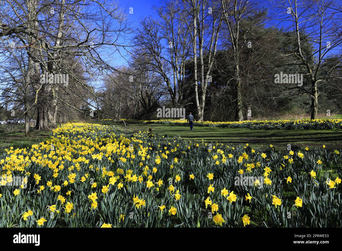 Daffodils at nowton park hi-res stock photography and images - Alamy