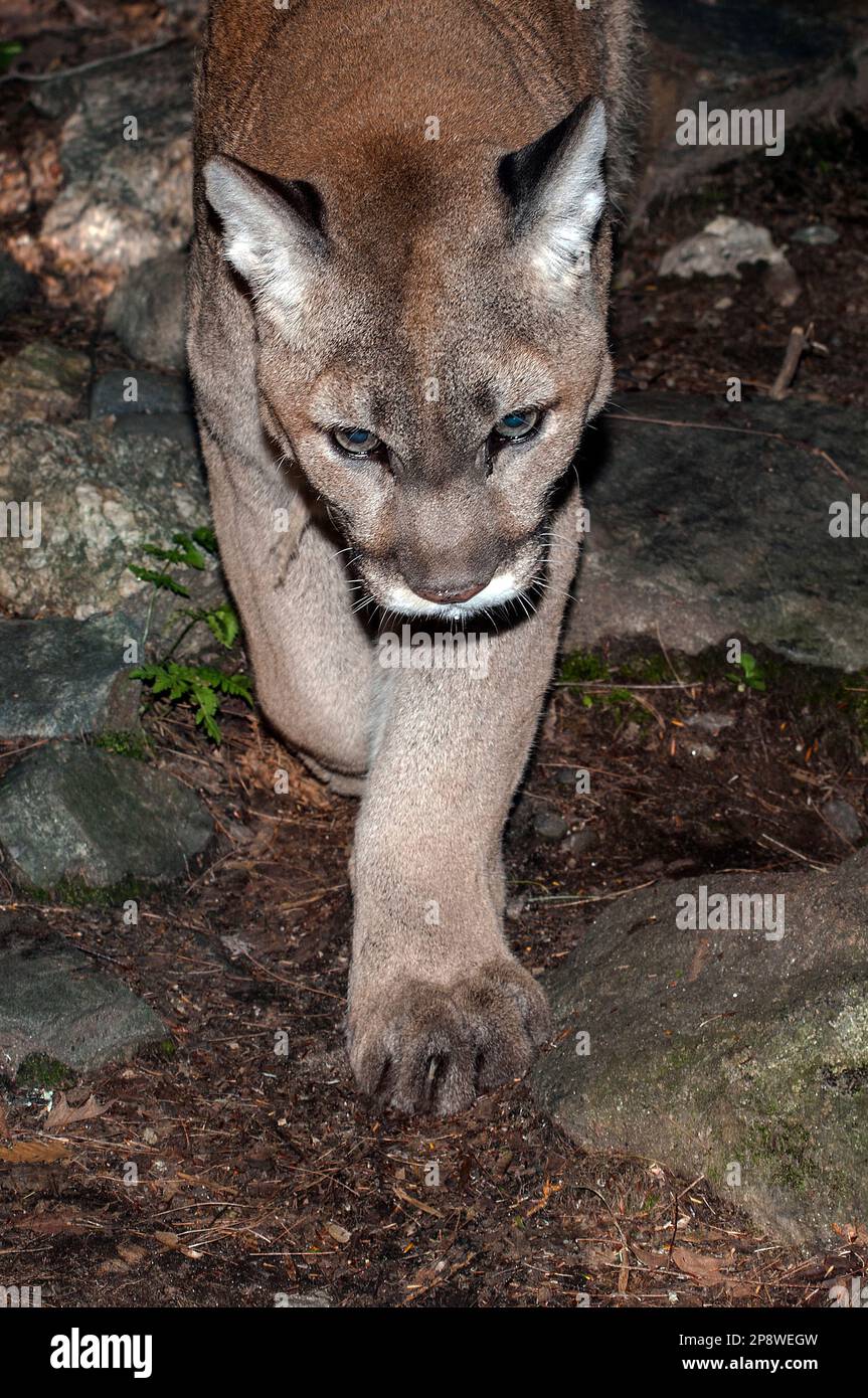Mountain lion walking towards camera from high vantage point looking ...