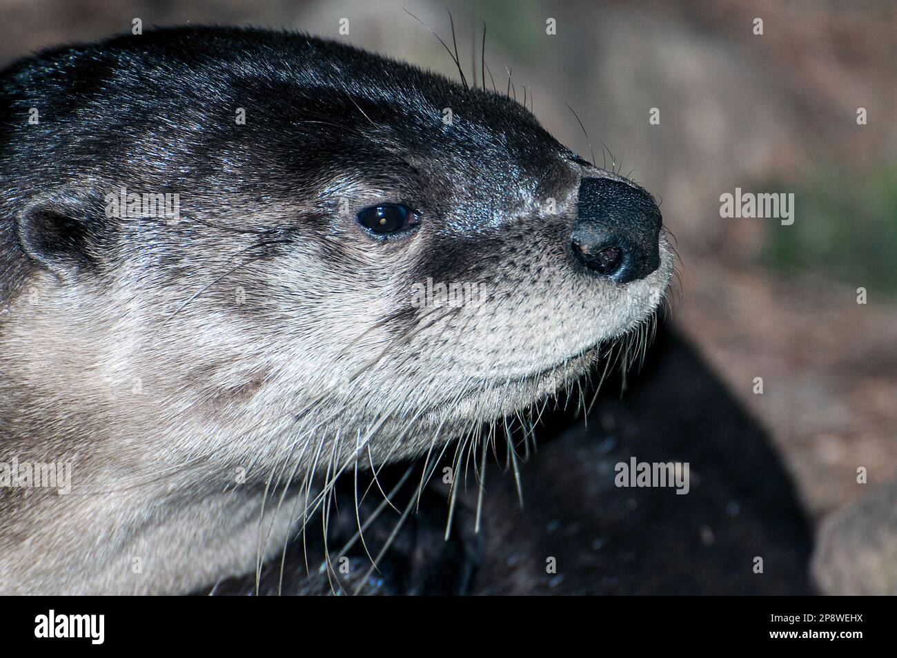North Ameican river otter, close-up side view of face Stock Photo - Alamy