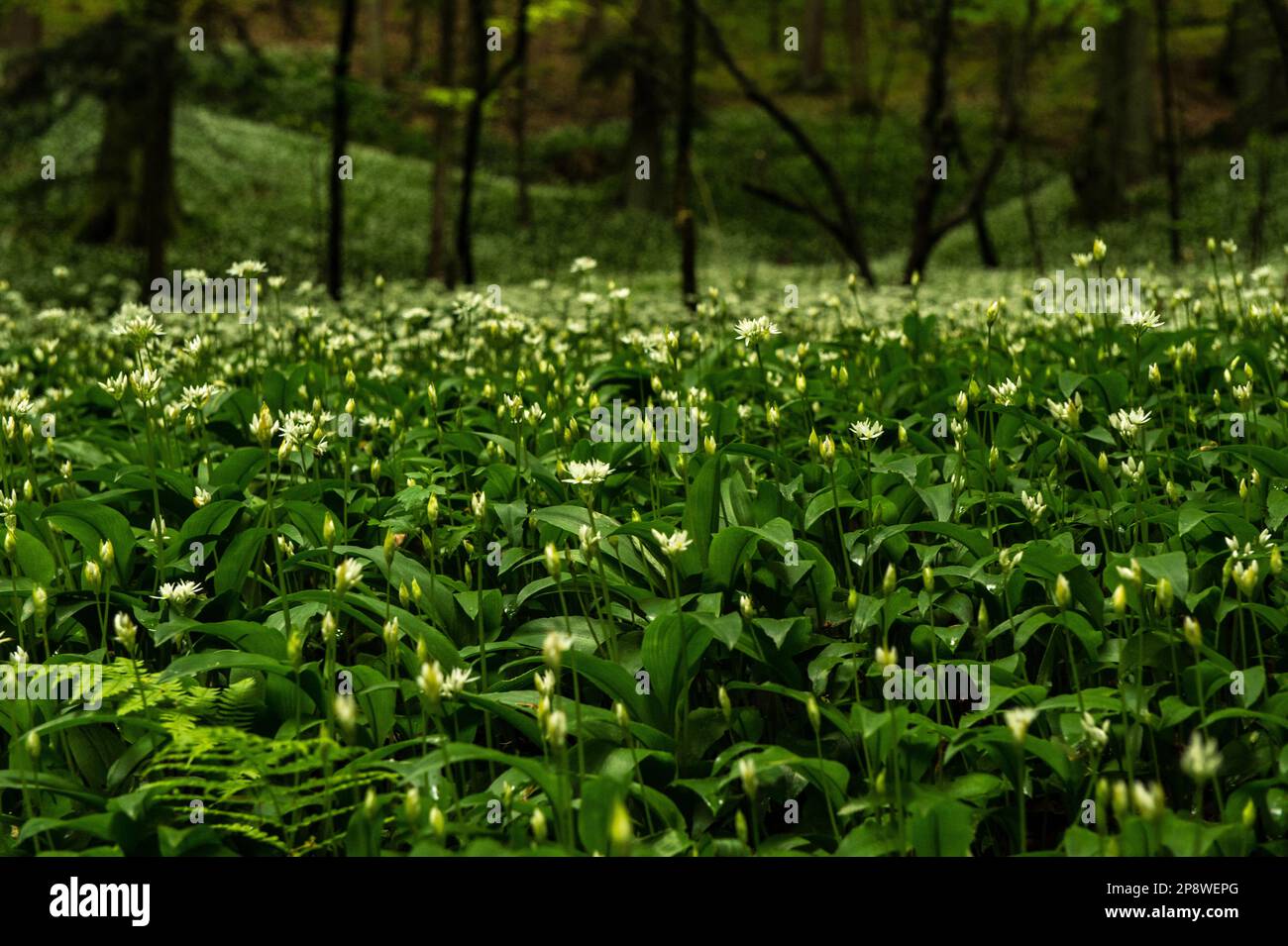 Bärlauch im Wald Stock Photo - Alamy