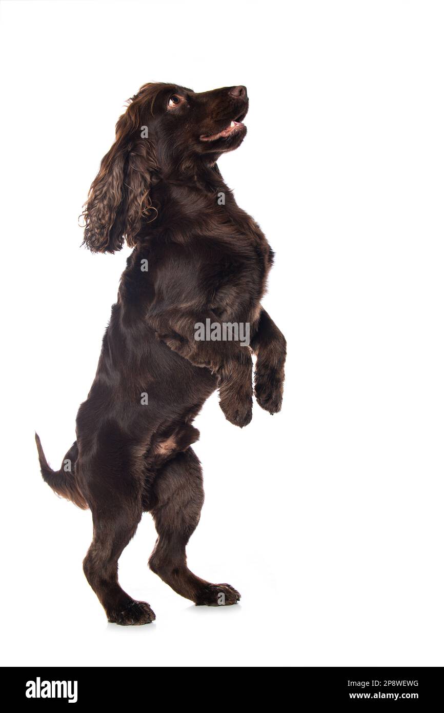 Cocker spaniel dog standing on hind legs isolated on white Stock Photo ...