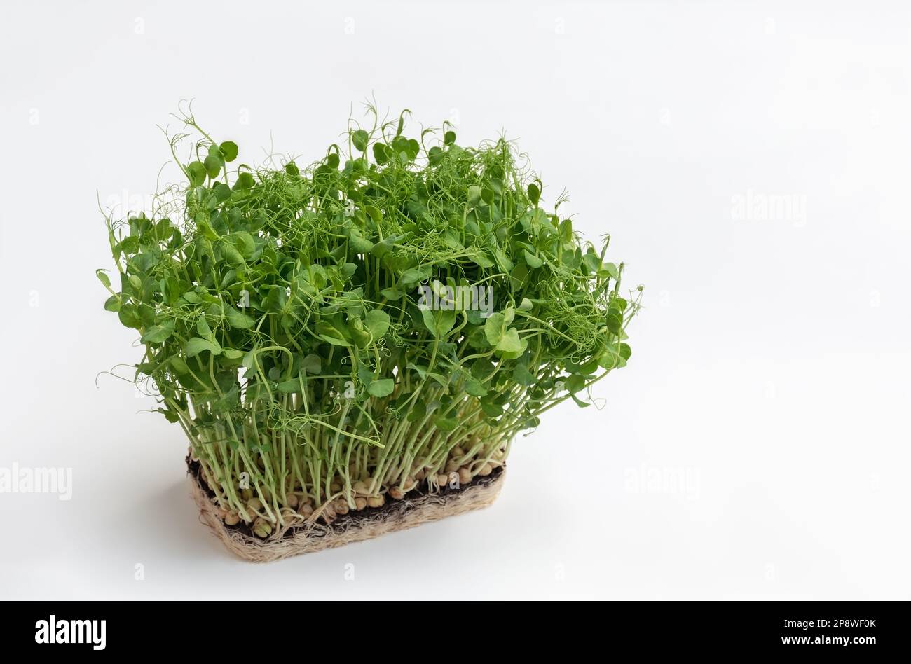 Peas microgreens with seeds and roots on white background. Germination ...