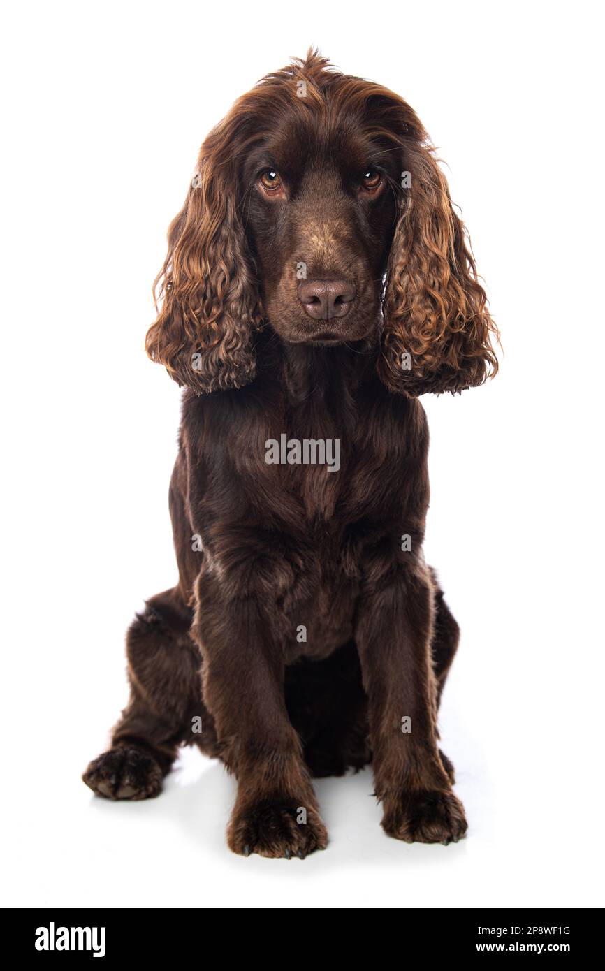 Cocker spaniel dog sitting isolated on white background Stock Photo - Alamy