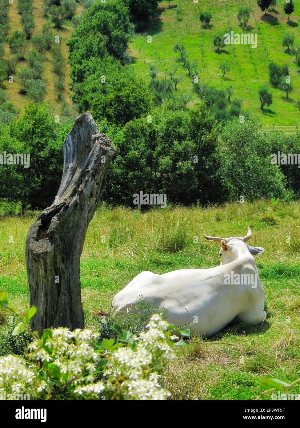 White Cow in a Tuscan Agricultural Landscape Stock Photo - Alamy