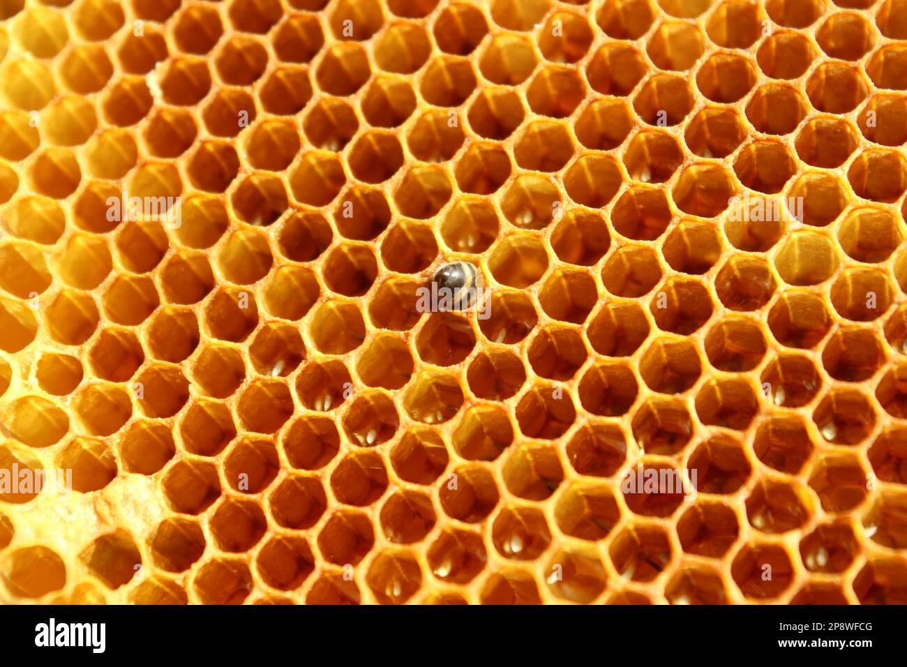 close up view from the top over the new born bee inside beehive Stock ...