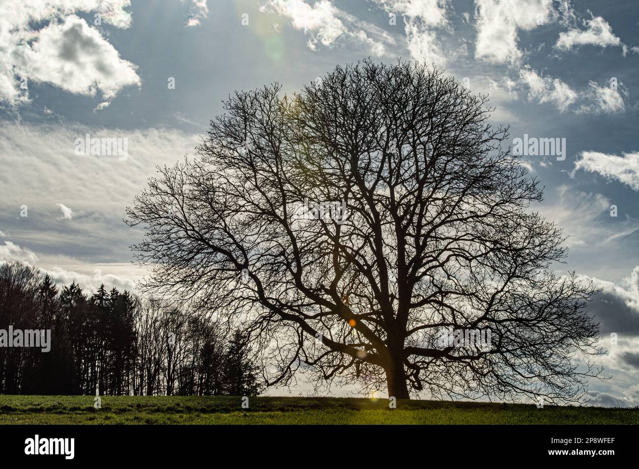Nut trees sun hi-res stock photography and images - Alamy