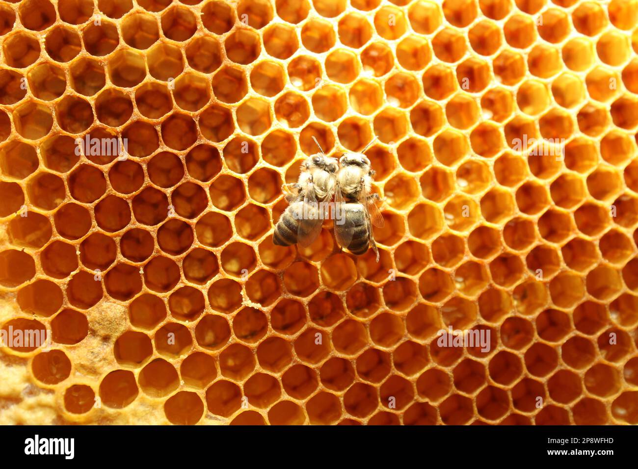 close up view from the top over the new born bee inside beehive Stock ...