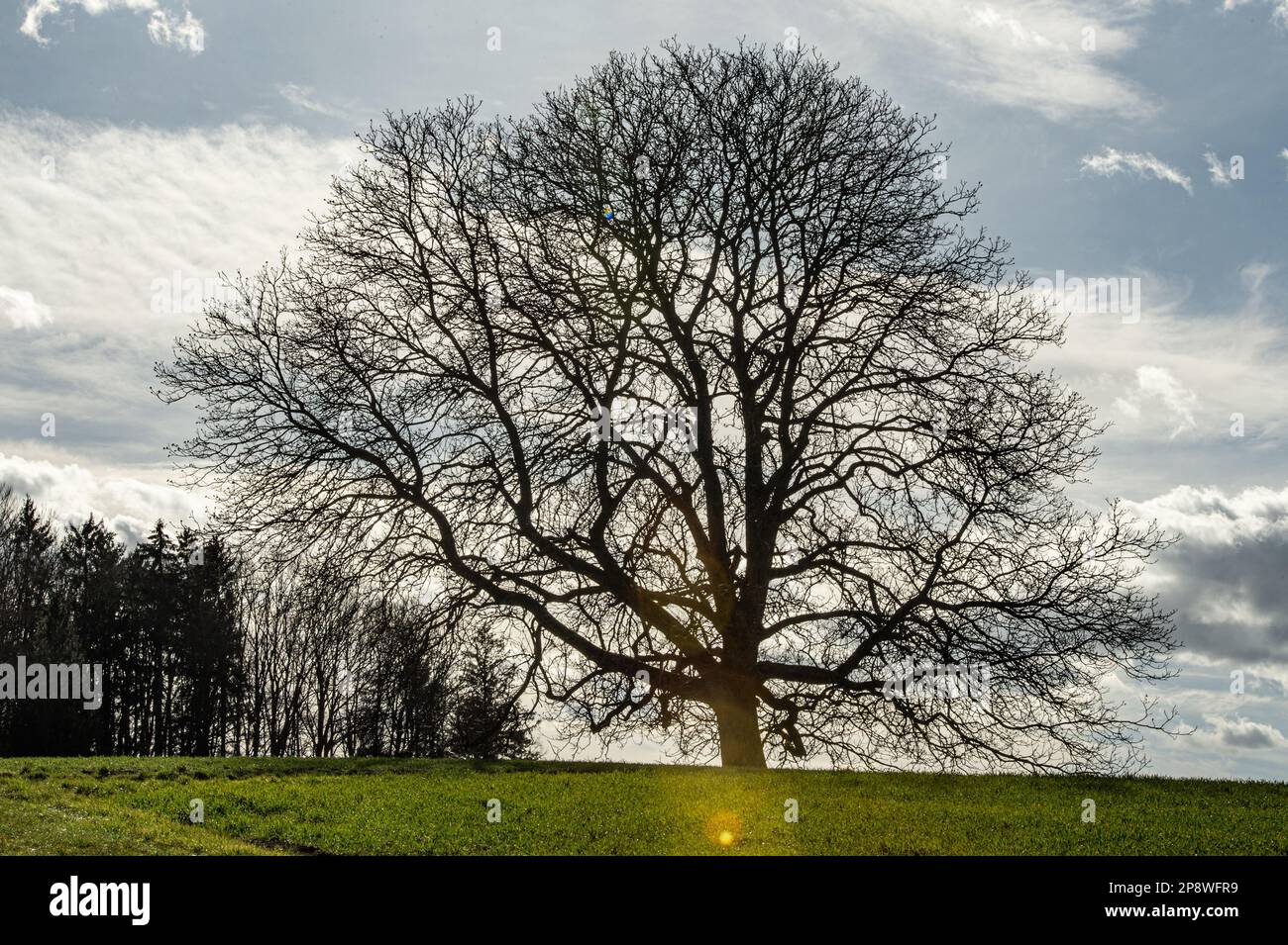 Silhouette wald hi-res stock photography and images - Alamy
