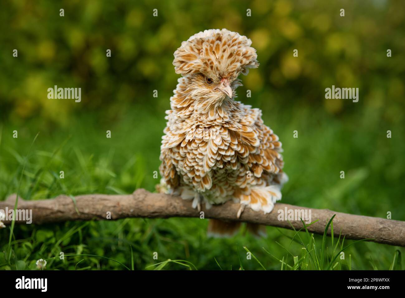 Hen in nature background Stock Photo - Alamy