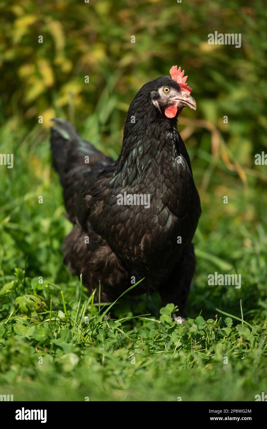 Marans hen in nature background Stock Photo - Alamy