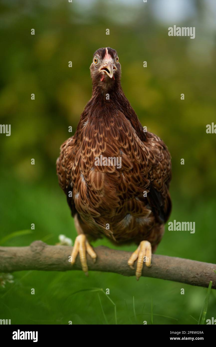 Hen in nature background Stock Photo - Alamy