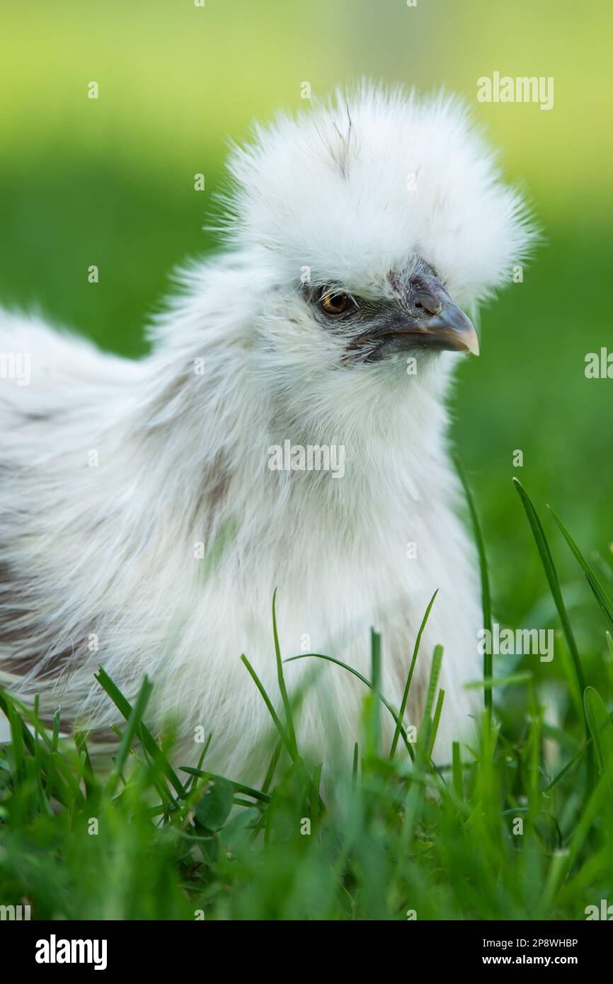 Silkie chicken in nature background Stock Photo - Alamy