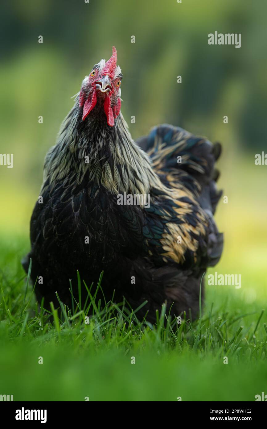 Marans rooster in nature background Stock Photo - Alamy