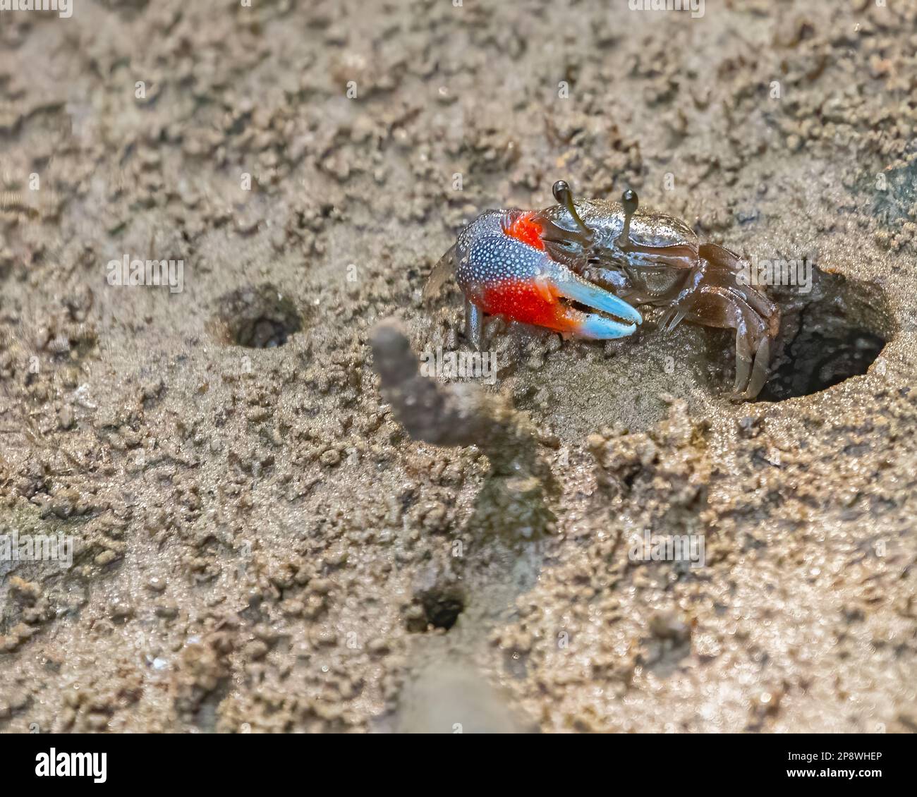 Yellow fiddler crab hi-res stock photography and images - Alamy