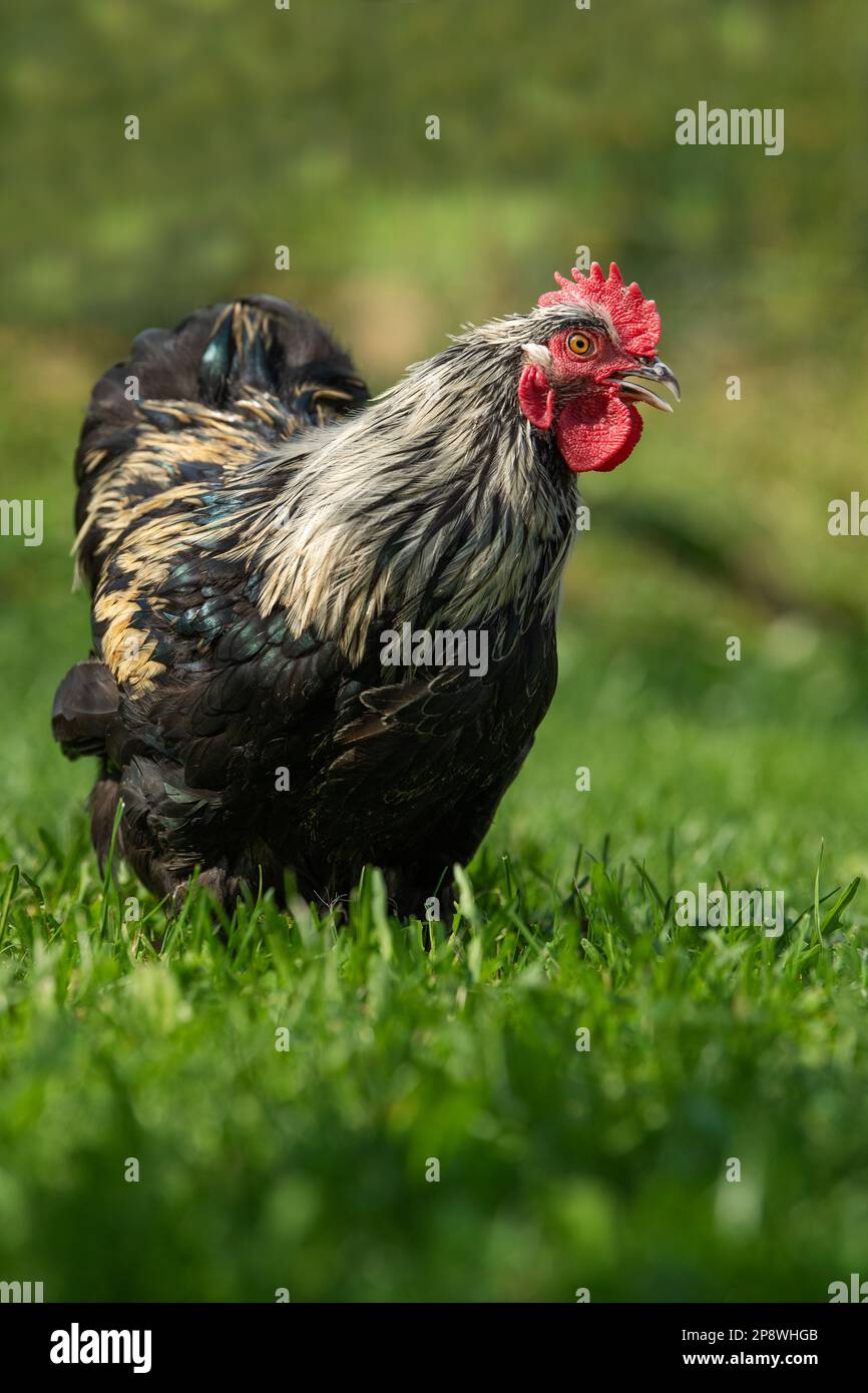 Marans rooster in nature background Stock Photo - Alamy