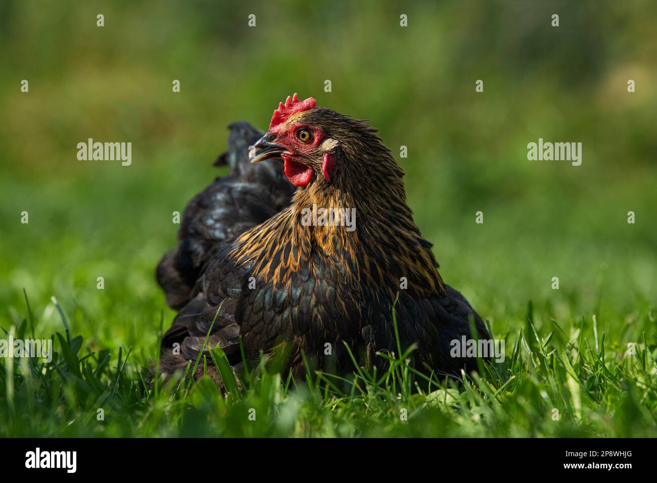 Marans hen in nature background Stock Photo - Alamy