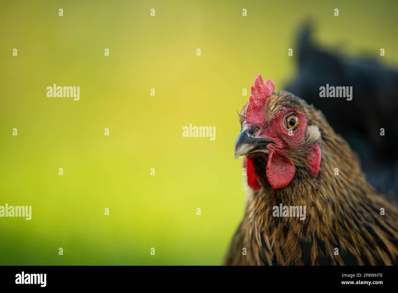 Marans hen in nature background Stock Photo - Alamy