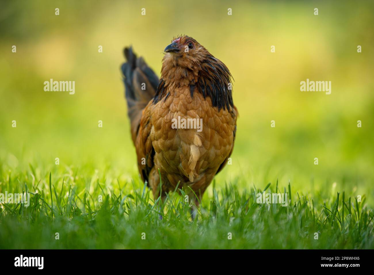 Dwarf hen in a meadow Stock Photo - Alamy