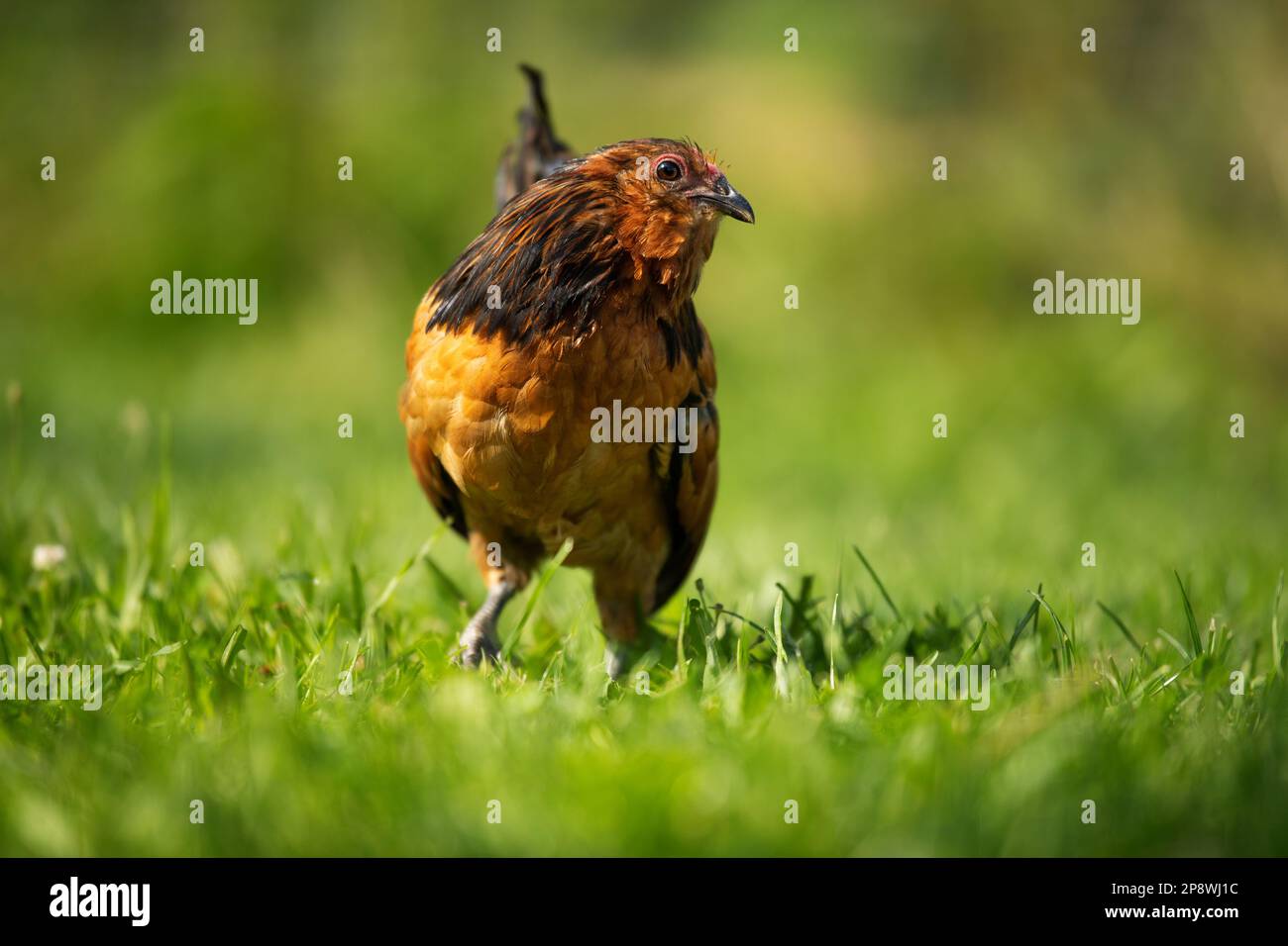 Dwarf hen in a meadow Stock Photo - Alamy