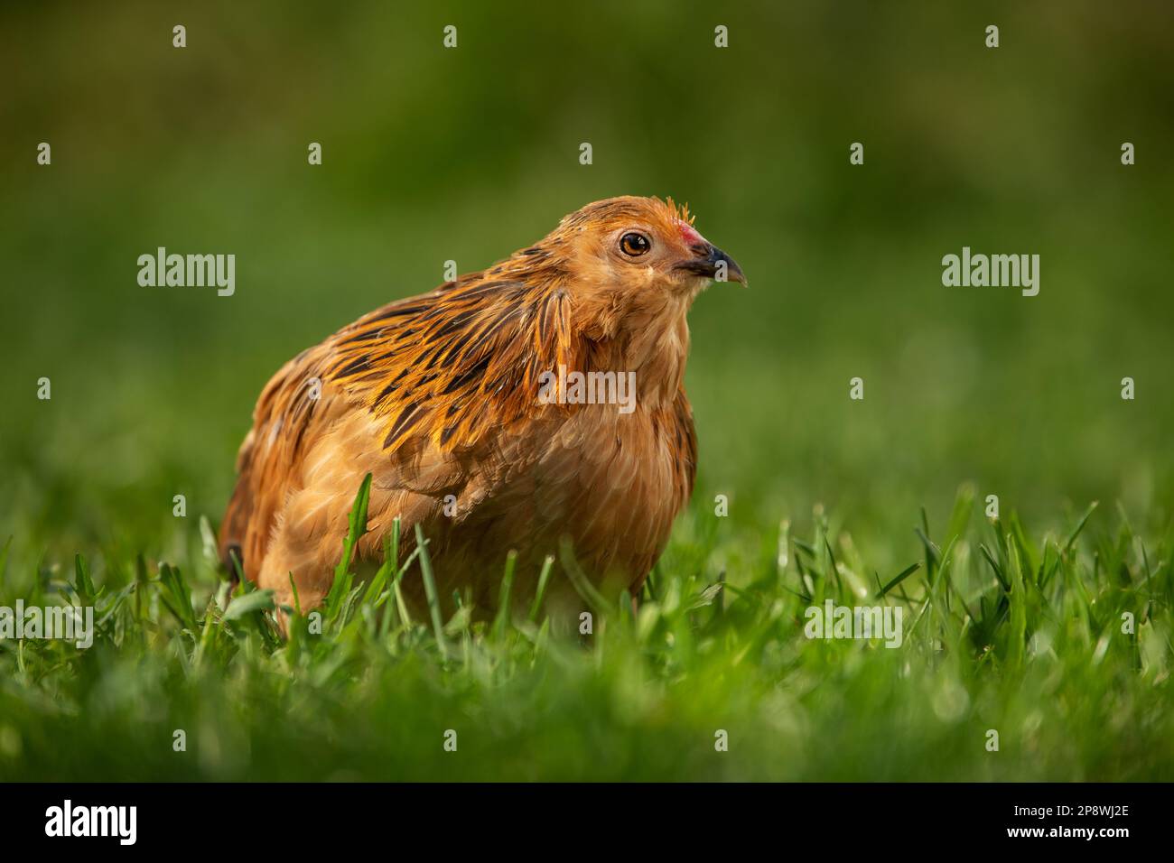 Dwarf hen in a meadow Stock Photo - Alamy