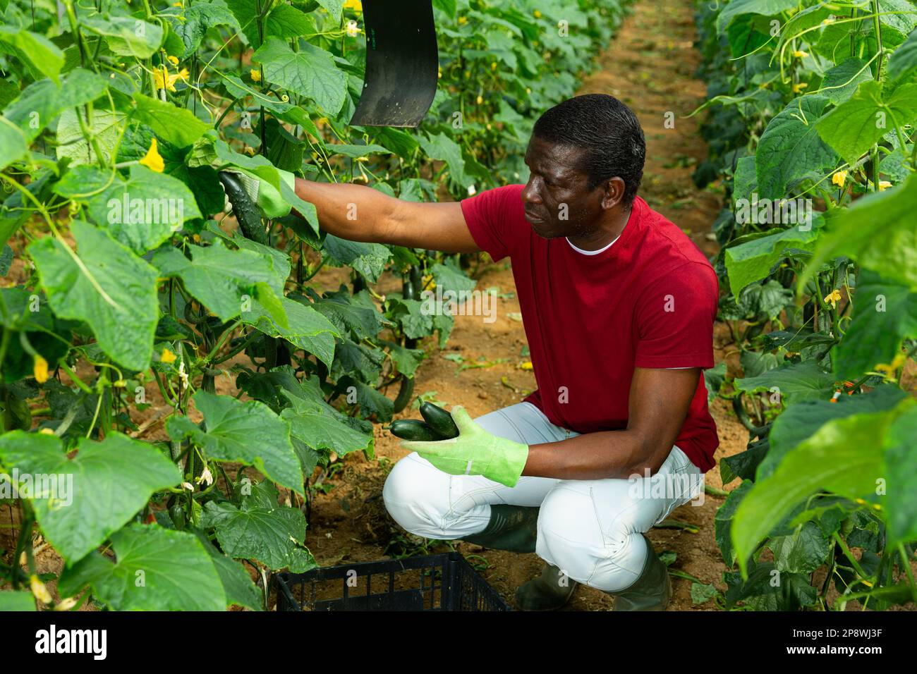 African american farm worker gathering crop of cucumbers Stock Photo ...