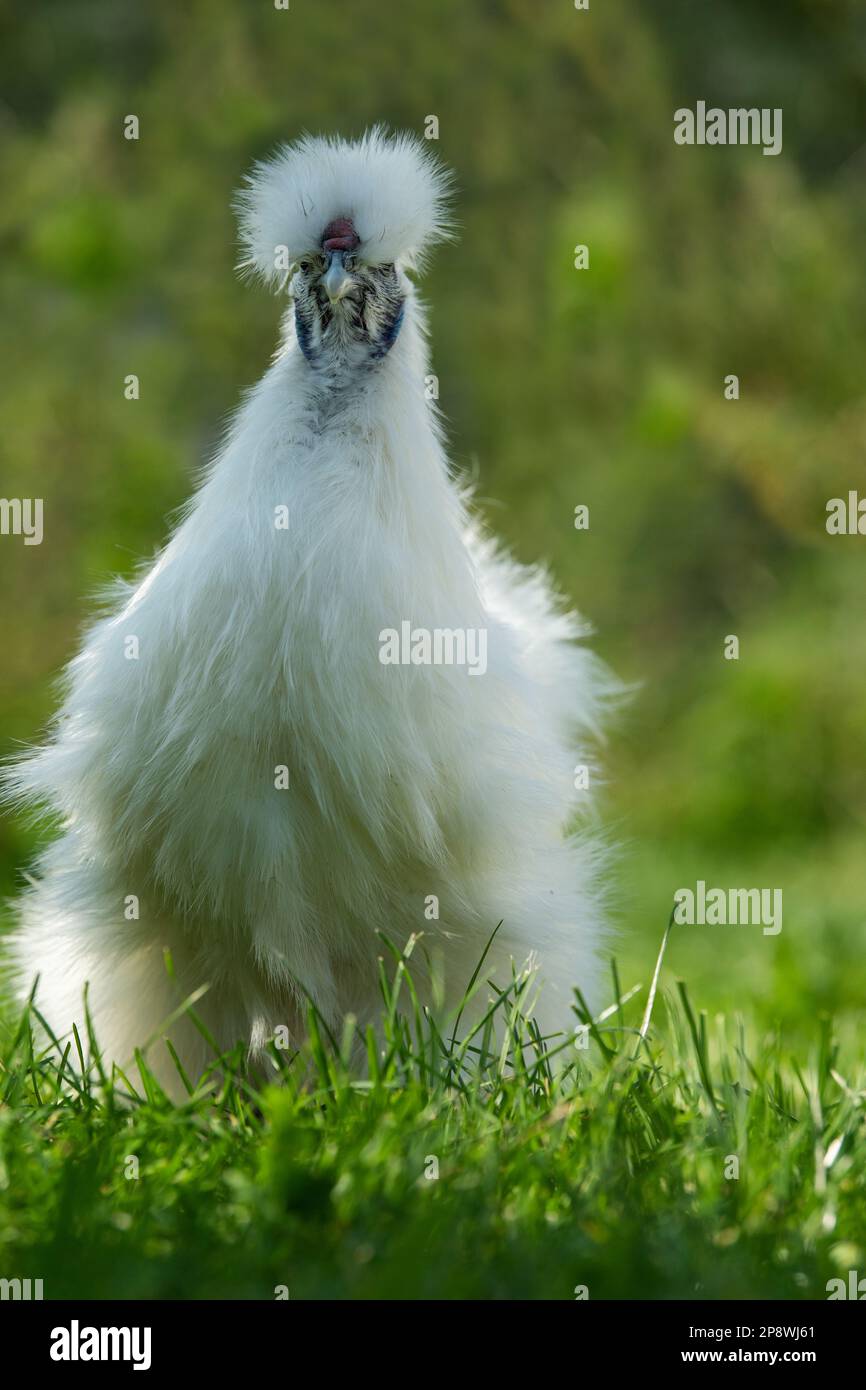 Silkie chicken in nature background Stock Photo - Alamy
