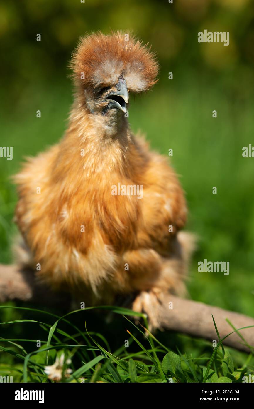 Silkie chicken in nature background Stock Photo - Alamy