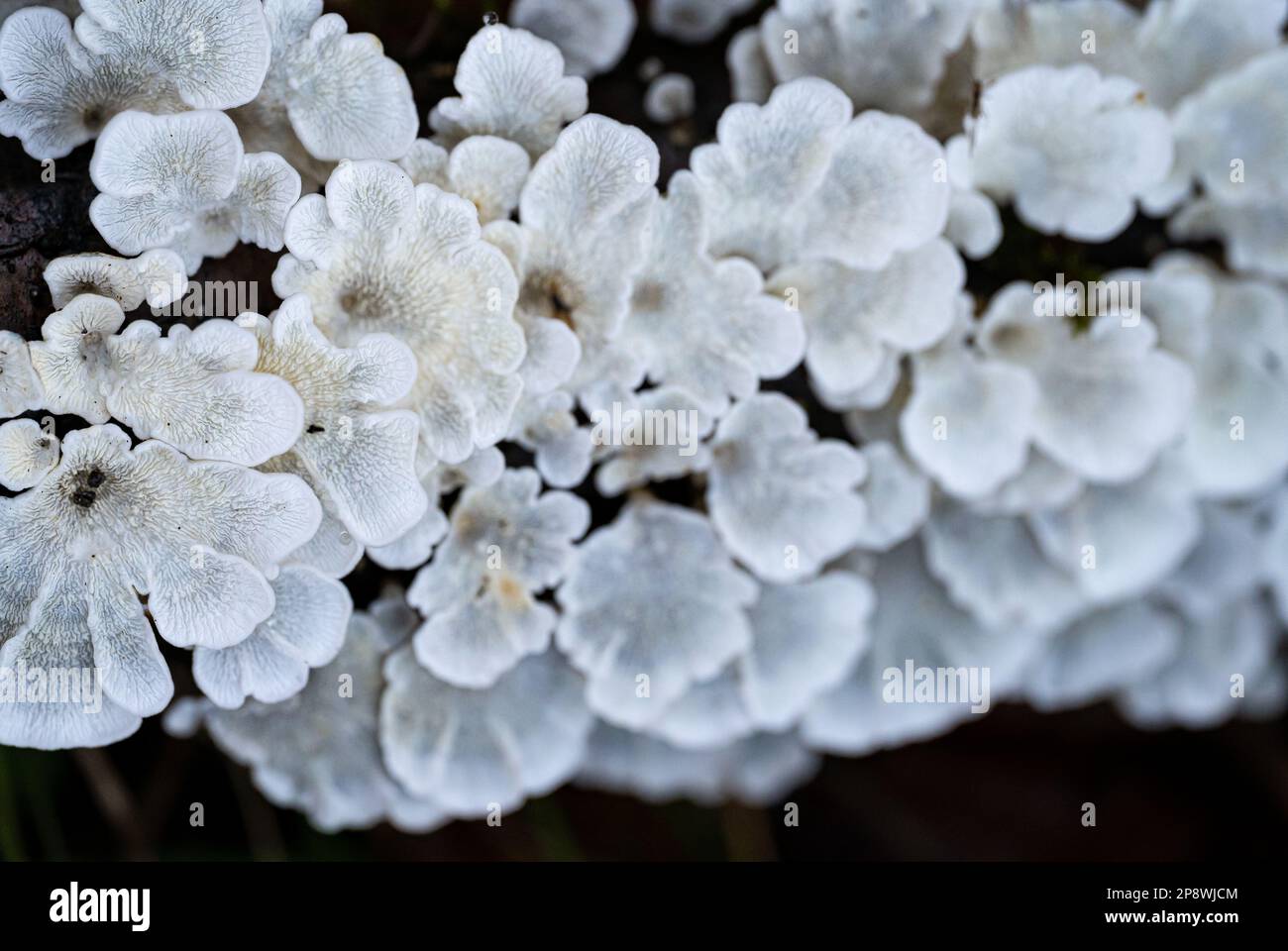 White tree fungi on a dead branch inside the forest Stock Photo - Alamy