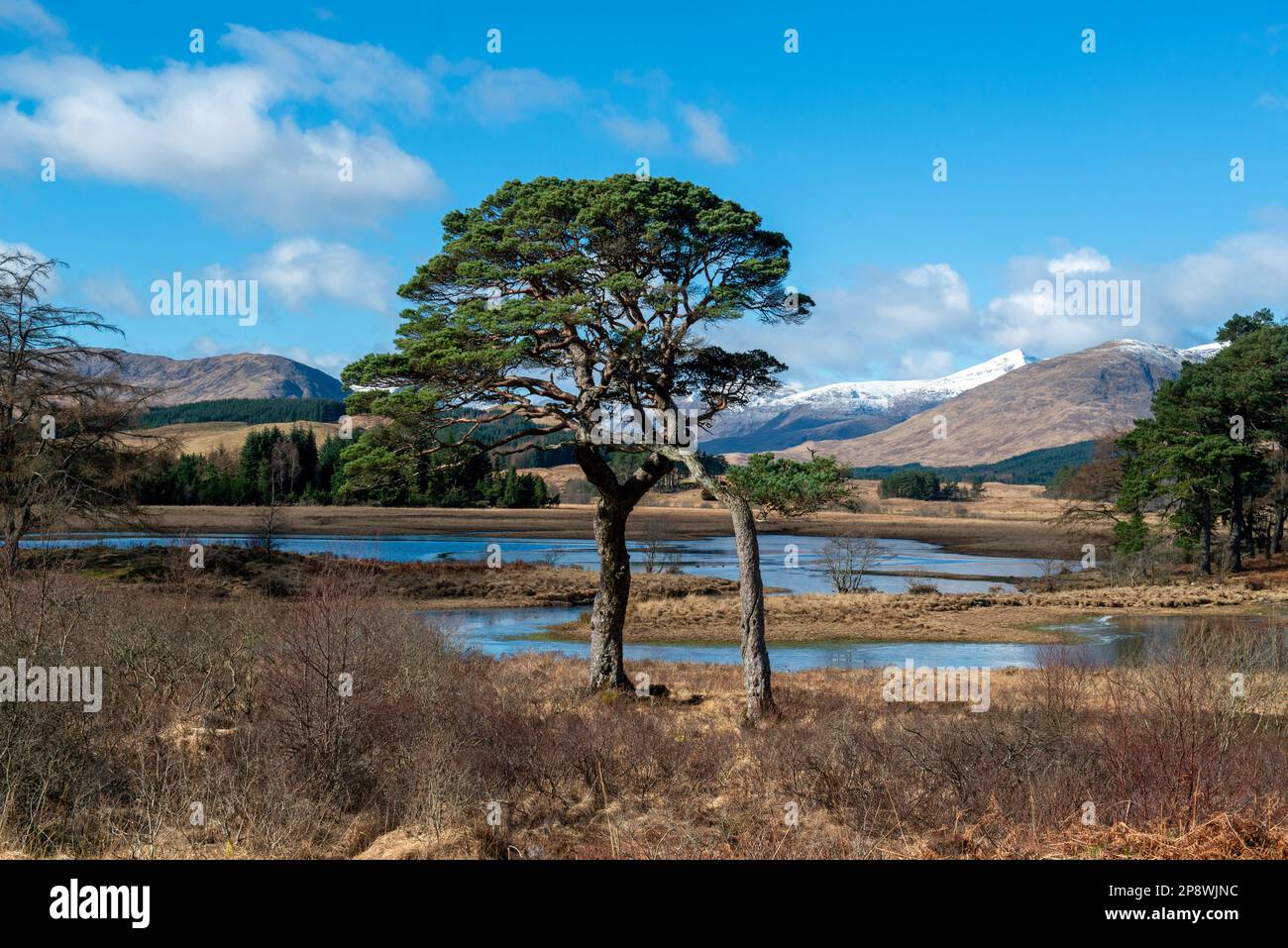 Scots pines on the banks of Loch Tulla .near Bridge of Orchy and Glen ...