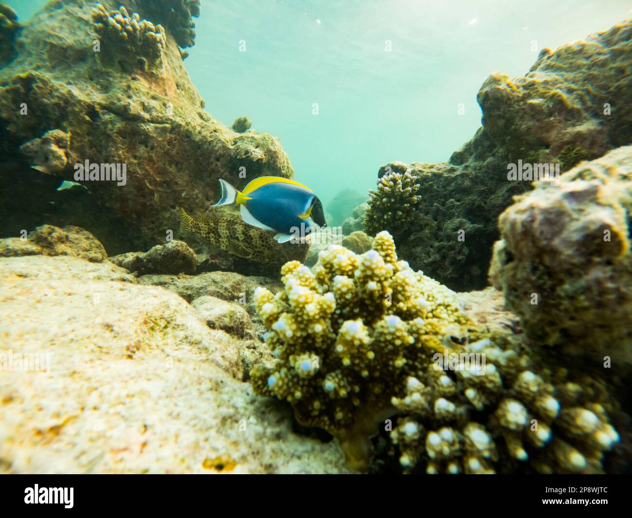 corals and tropical fish underwater sea life Stock Photo - Alamy