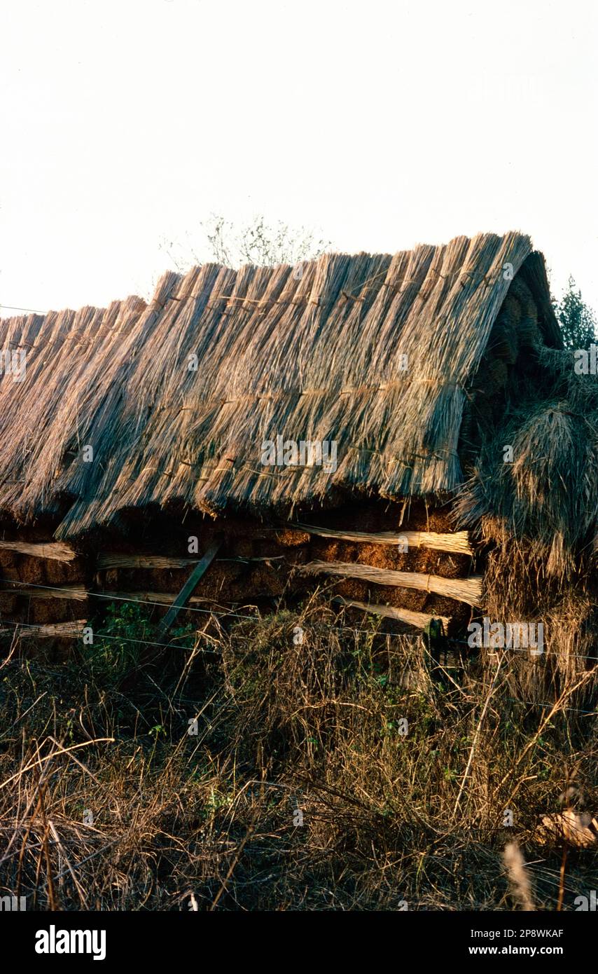 UK, England, Norfolk. 1977. Reed stacks. Reeds from nearby beds are ...