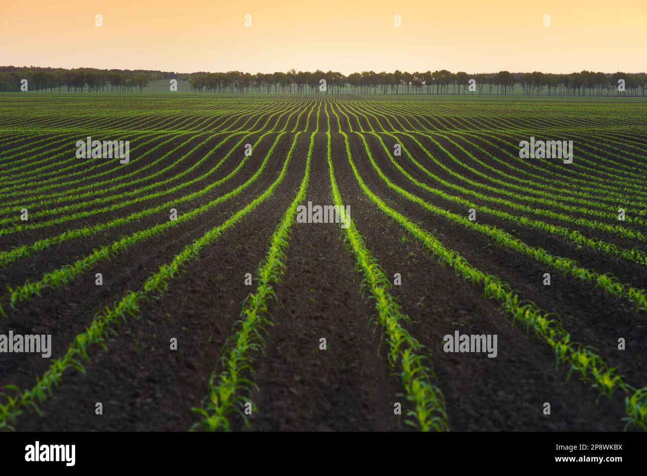 Corn field landscape hi-res stock photography and images - Alamy