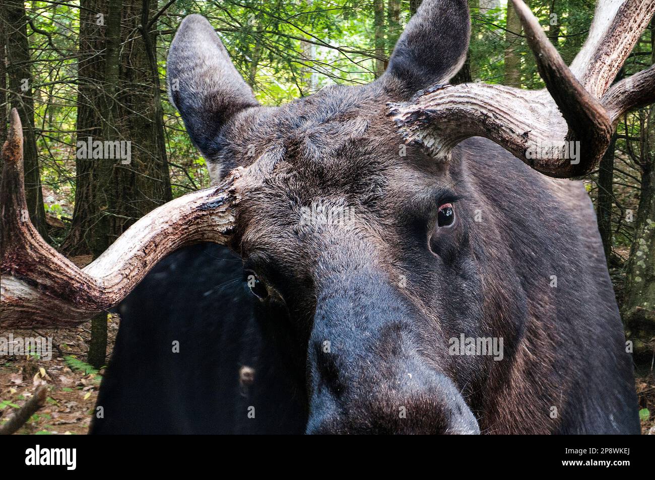 Moose rack hi-res stock photography and images - Alamy
