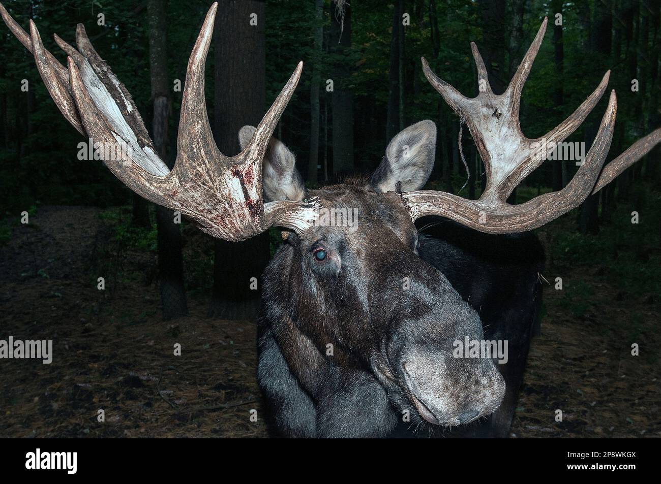 Bull moose, close-up of full rack, head, and neck Stock Photo - Alamy