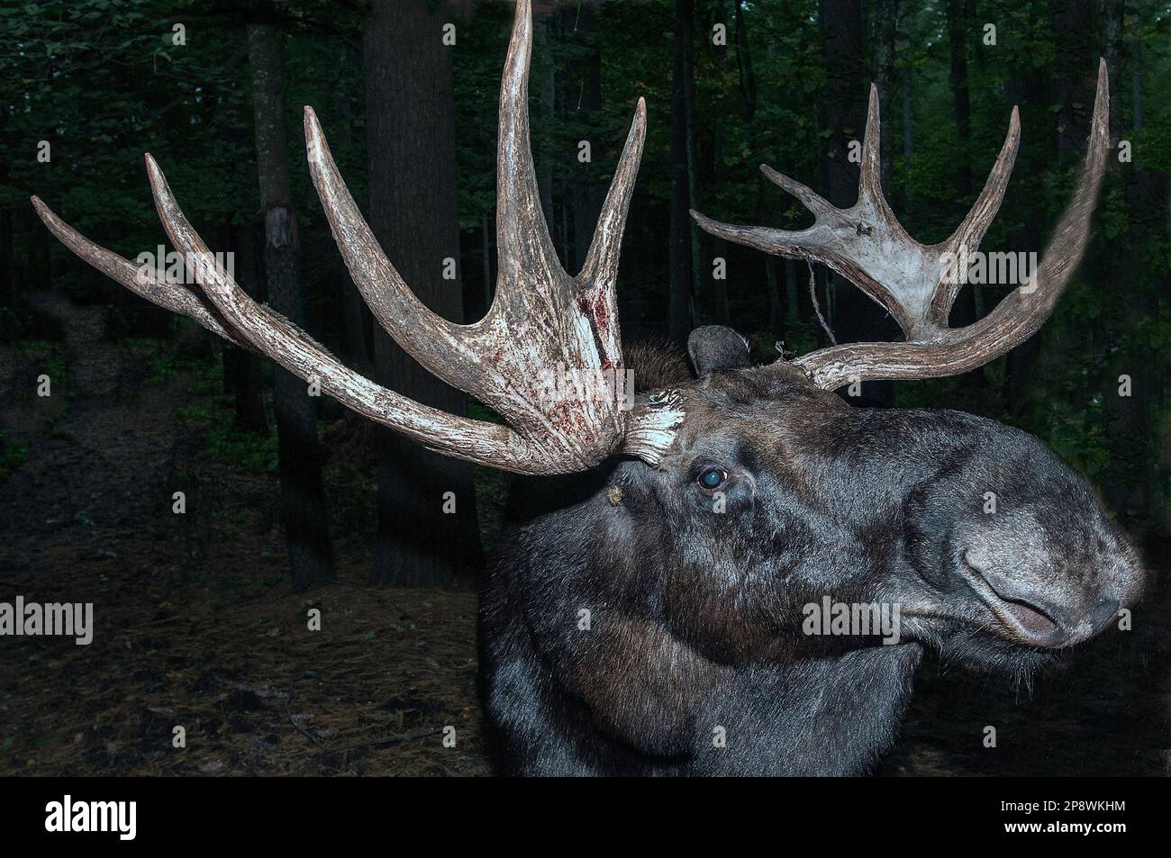 Bull neck hi-res stock photography and images - Alamy