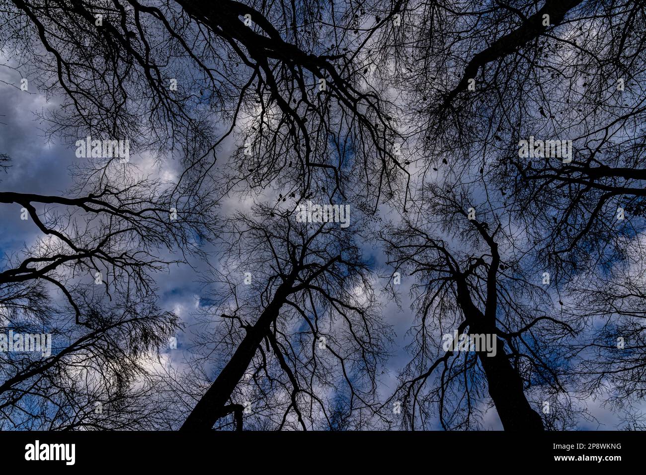 Black trees and dark sky with shadows and darkness Stock Photo - Alamy