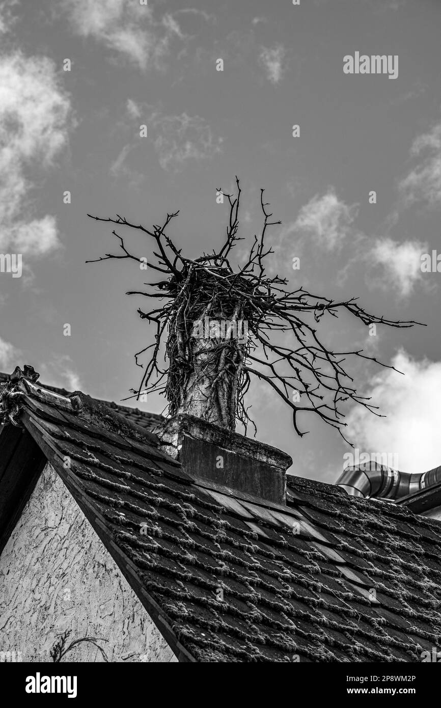 Bird's nest on the mossy roof of an old building (b/w Stock Photo - Alamy