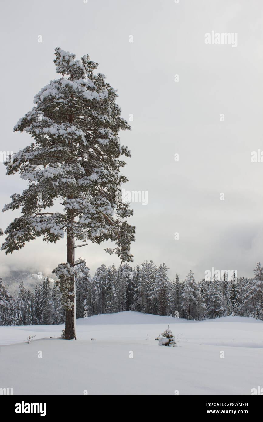 pine tree covered with snow near Hemsedal,Norway,outdoor nature Stock ...