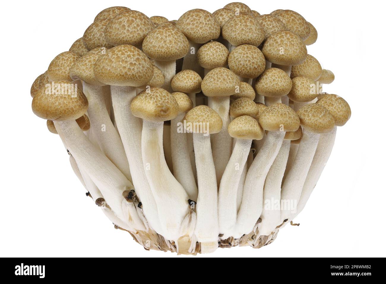 beech mushrooms isolated on white background Stock Photo - Alamy