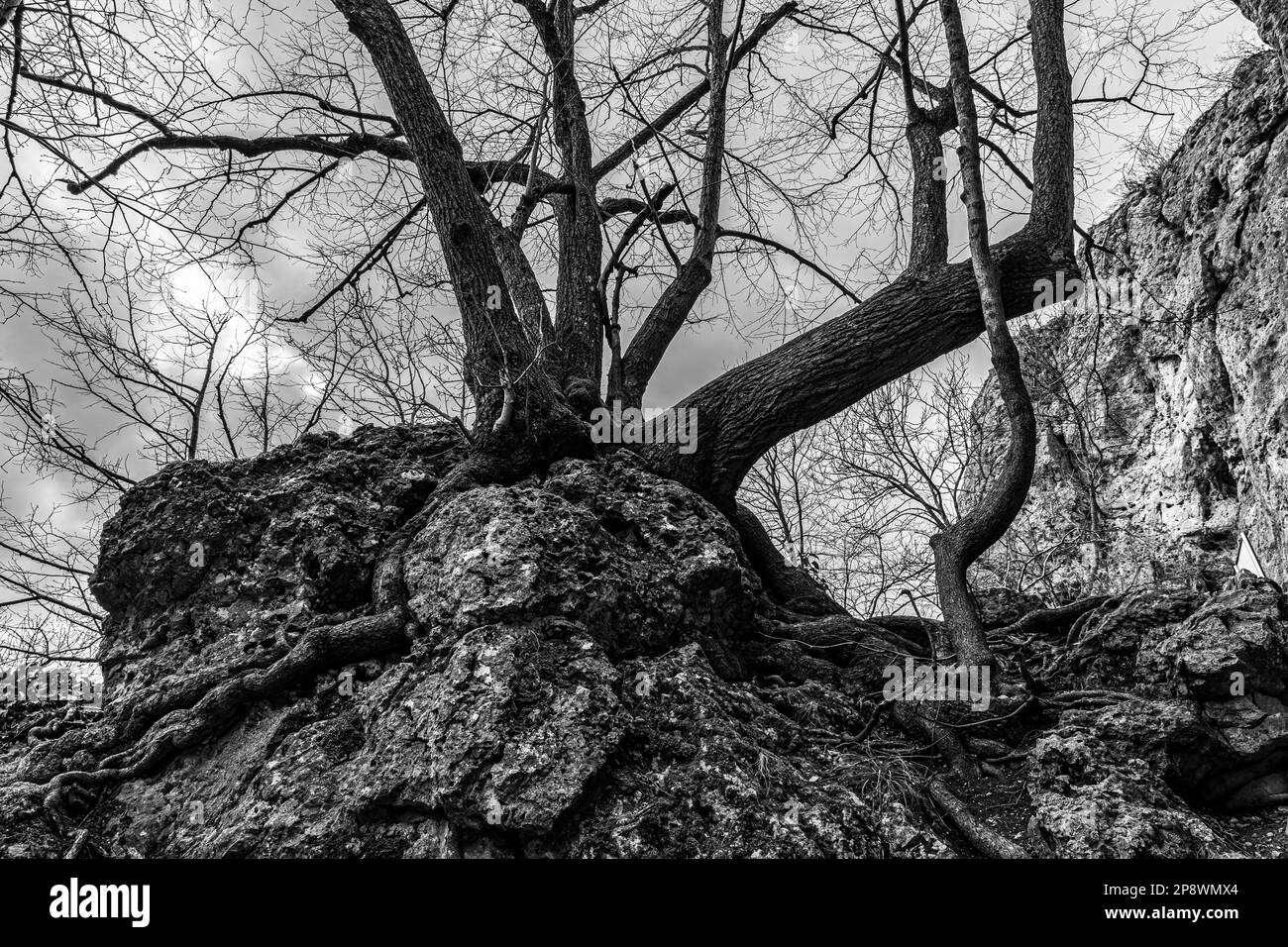 Rocks and trees in the middle of the forest (b/w Stock Photo - Alamy